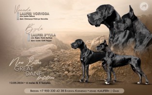 GreatDanes.dog - Great Danes pedigree database