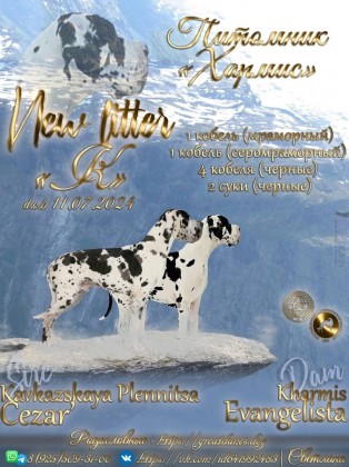 GreatDanes.dog - Great Danes pedigree database