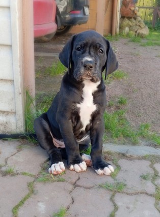 GreatDanes.dog - Great Danes pedigree database